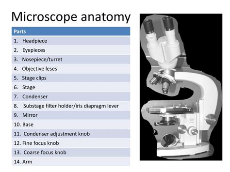 Ppt Microscopy 1 Powerpoint Presentation Free Download Id 6265705