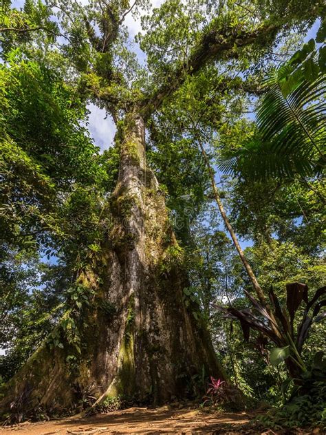 600 Year Old Kapok Tree Ceiba Pentandra Near The Rio Celeste Costa