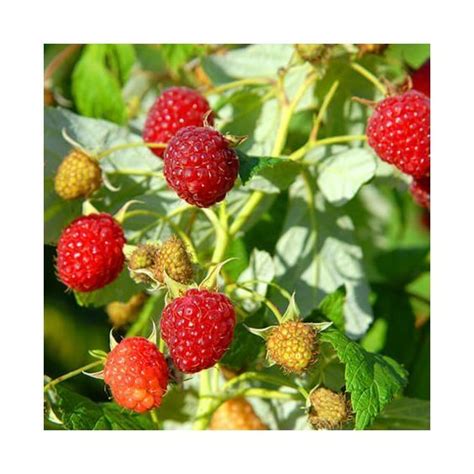 Heritage Raspberry Strawberry Plants Raspberry Plants Fall Garden