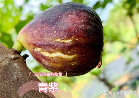 【无花果品种介绍】青紫