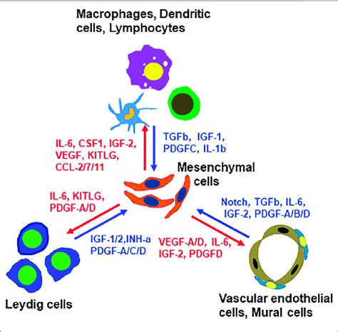 Summary Of Paracrine Factors And Their Producing Cells That Have