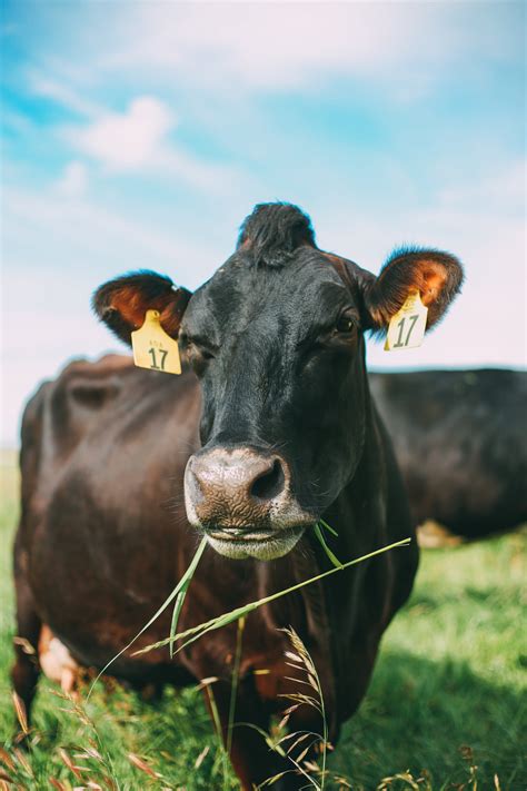 How We Boost Our Cows Winter Immunity With Fresh Raw Oranges — Raw