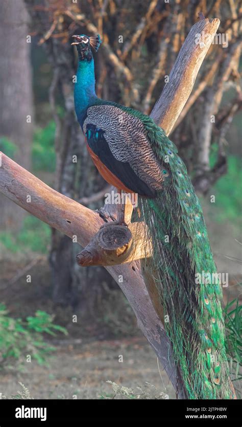 Bird On A Branch Peacock On A Branch With Wings Spread Peacock