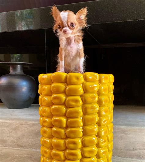 A Arma Secreta De Demi Moore Pesa 700 Gramas Chama Se Pilaf E Tem Quatro Patas Pit