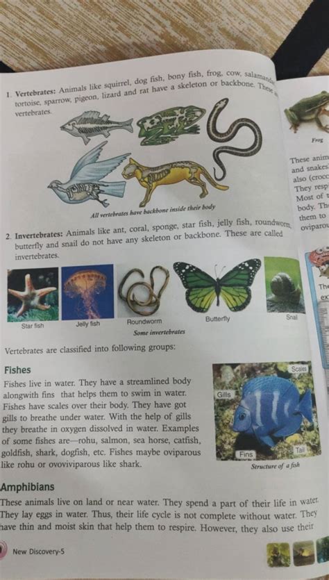 1 Vertebrates Animals Like Squirrel Dog Fish Bony Fish Frog Cow Sa