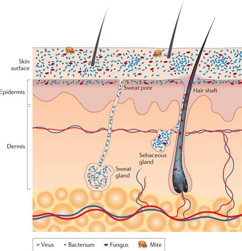 Whats The Skin Microbiome And Why Is It Important Xulc