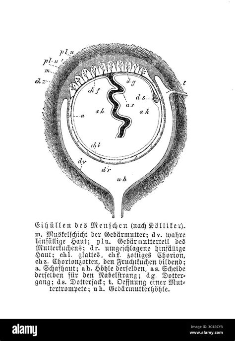 Embryology Human Egg Integument With German Descriptions 19th Century
