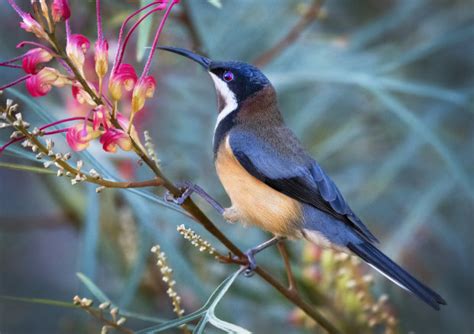 Australian Garden Bird Portraits Australian Photography