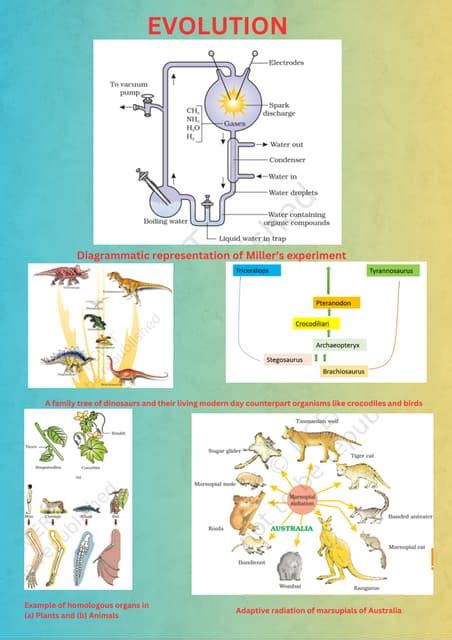 Evolution Diagram Of Class Xii Biologypdf