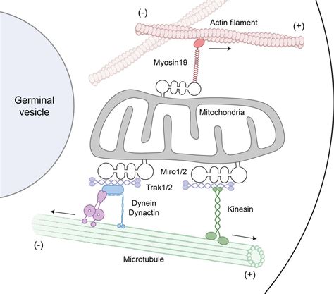 Oocyte Mitochondria—key Regulators Of Oocyte Function And Potential