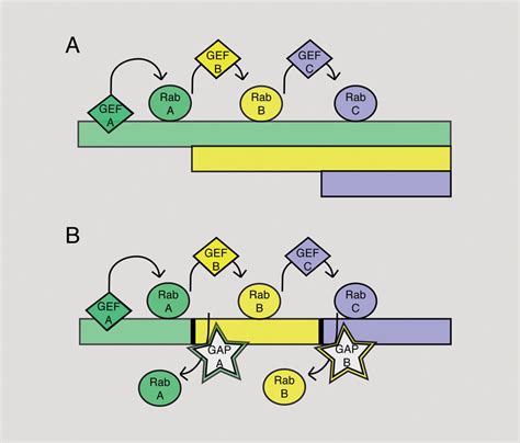 How Localized Gap Proteins Improve Boundary Sharpness Of Rab