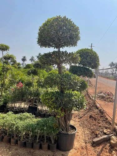 Round Ficus Topiary Plant For Garden At Rs 120000 Piece In Hyderabad Id 12853990397