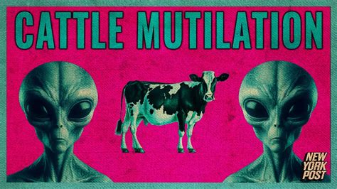Are Ufos Killing Cows We Investigate The Cattle Mutilation