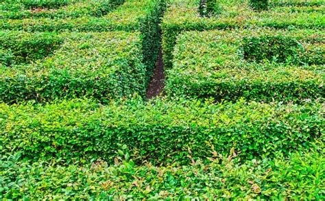 Besök En Riktig Labyrint