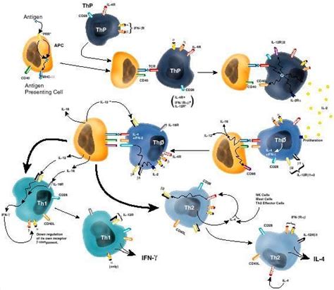 Th1 Th2 Randd Systems