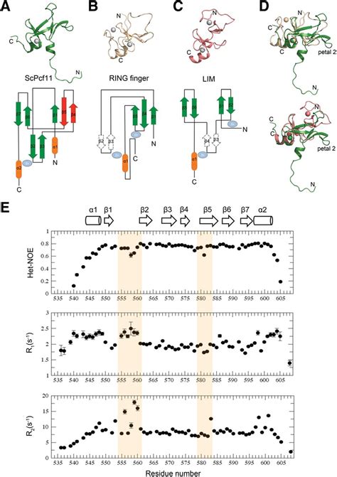 The C Terminus Of Pcf11 Forms A Novel Zinc Finger Structure That Plays