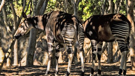 Okapi The Mysterious Forest Phantom Of The Congo The Mythical