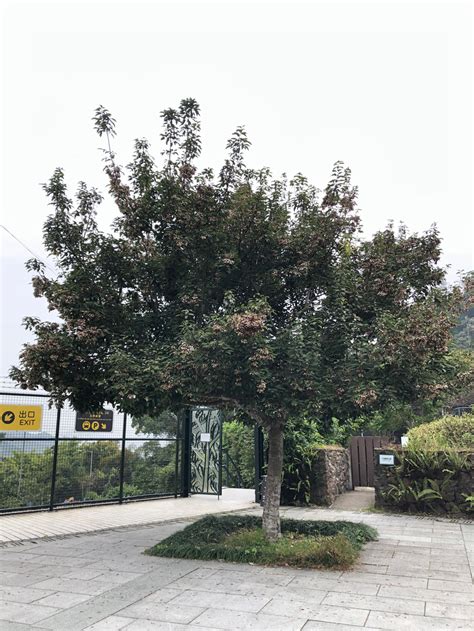 Trees With Multiple Trunks Tree Definition Structure Uses