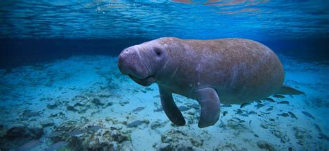 West Indian Manatee Eating