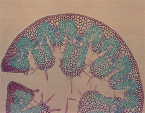 Beach Grass Xerophytic Leaf Ts Microscope Slide Southern Biological