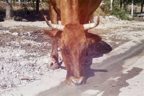 Vaca Bebe Agua En La Carretera En El Campo Imagen De Archivo Imagen De Verde Vacas 256951913