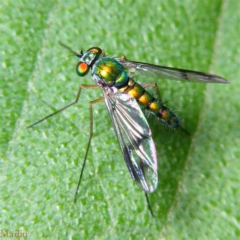 Long Legged Fly Condylostylus North American Insects And Spiders