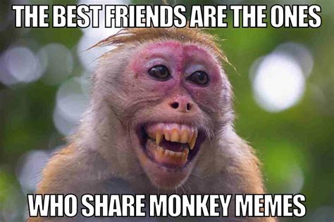 Go Bananas Hilarious Monkey Memes You Need To See