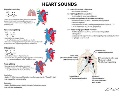 Cardiopulmonology Themedicallyinclined