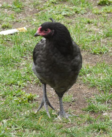 Olive Egger Pullet Or Cockerel Page 2 Backyard Chickens Learn How To Raise Chickens
