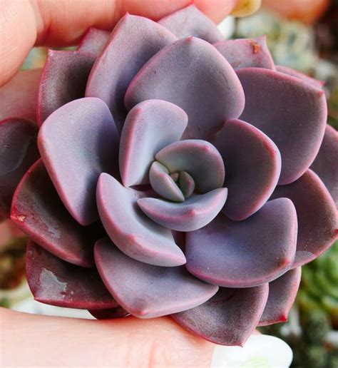 Graptoveria Debbie Artofit