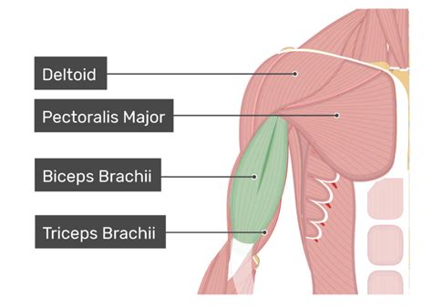 Biceps Brachii Location Biceps Brachial Anatomie Pathologies