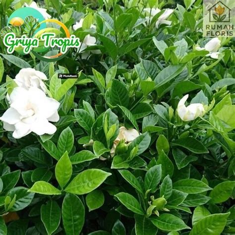 Jual Bunga Harum Tanaman Bunga Melati Kaca Piring Bunga Besar Wangi