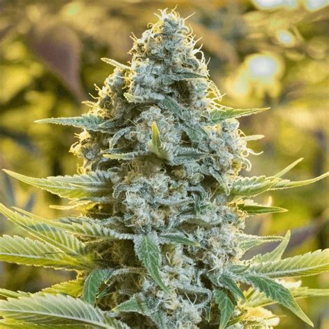 Silent Seeds Buy Premium Cannabis Seeds