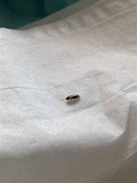 German Nymph Roach Rwhatsthisbug