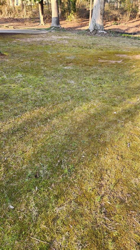 Can Anyone Identify This Moss So I Can Try To Grow More Rmoss