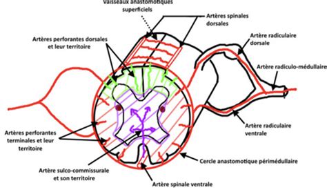 Vascularisation Artérielle Cartes Quizlet