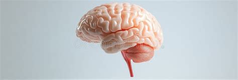 A Detailed Illustration Of The Human Brain Showcasing The Cerebrum Cerebellum And Brainstem This