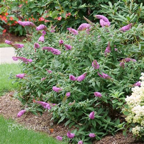 Buddleia Pugster Pinker™ Butterfly Bush New Garden Plants