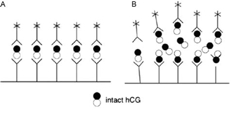 Figure 2 From The “hook Effect” Causing A Negative Pregnancy Test In A Patient With An Advanced
