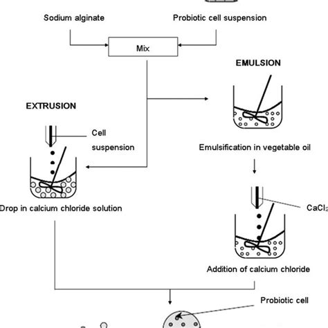 Microencapsulation Of Probiotic Bacteria In Sodium Alginate By Download Scientific Diagram