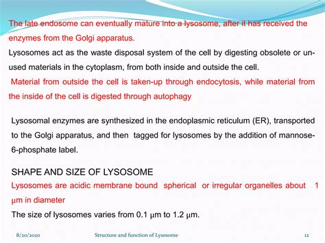 Structure And Function Of Lysosome Pptx