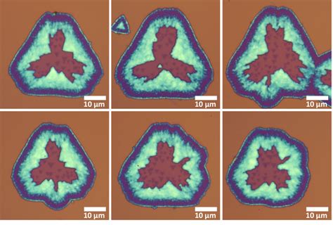 Figure S3 Single Orientation Nucleation Of Bilayer Ws X Se 2 X