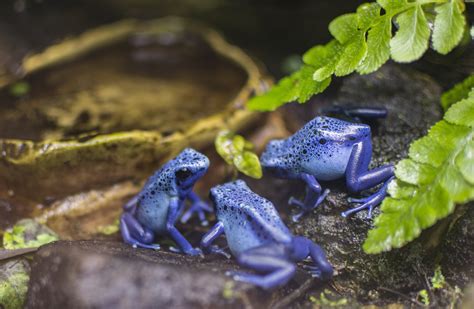 Blue Poison Dart Frog Habitat