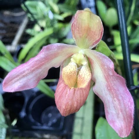 Phrag Eumelia Aires — Palmer Orchids
