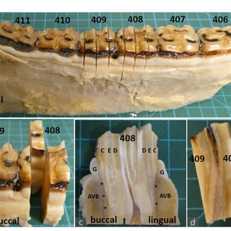 Figure Histologic Sampling Examples Shown For Teeth Hhh And Ddd A C Download Scientific