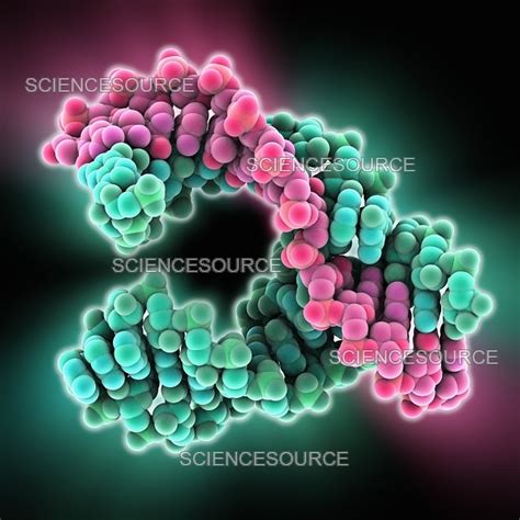 Hammerhead Ribozyme Molecule Stock Image Science Source Images