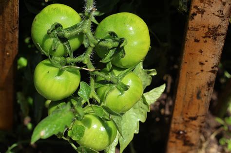 Tomatoes Vegetables Food Green Free Photo On Pixabay Pixabay