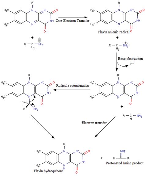 4 A Schematic Representation For The Proposed Single Electron Transfer