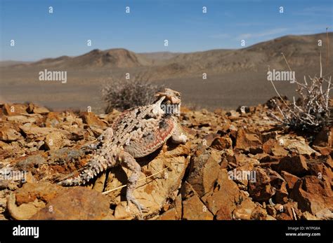 Desert Horned Lizard Phrynosoma Platyrhinos On Rocks Death Valley