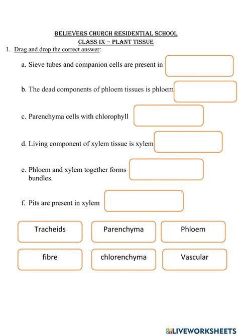 Plant Tissue Free Interactive Worksheets 1355096